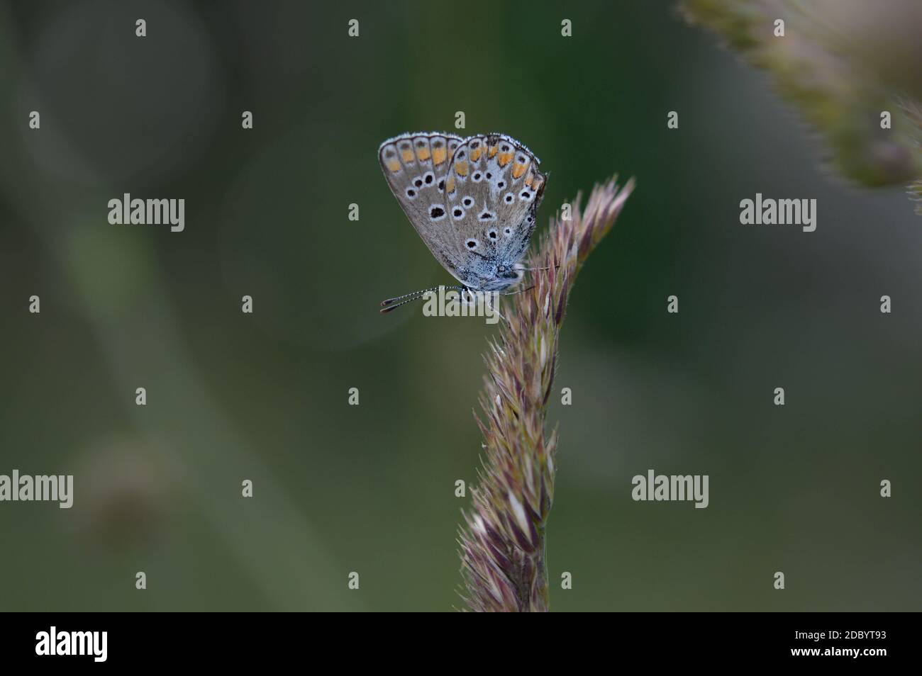 Polyommatus butterfly, tiny grey blue and orange butterfly in the wild ...
