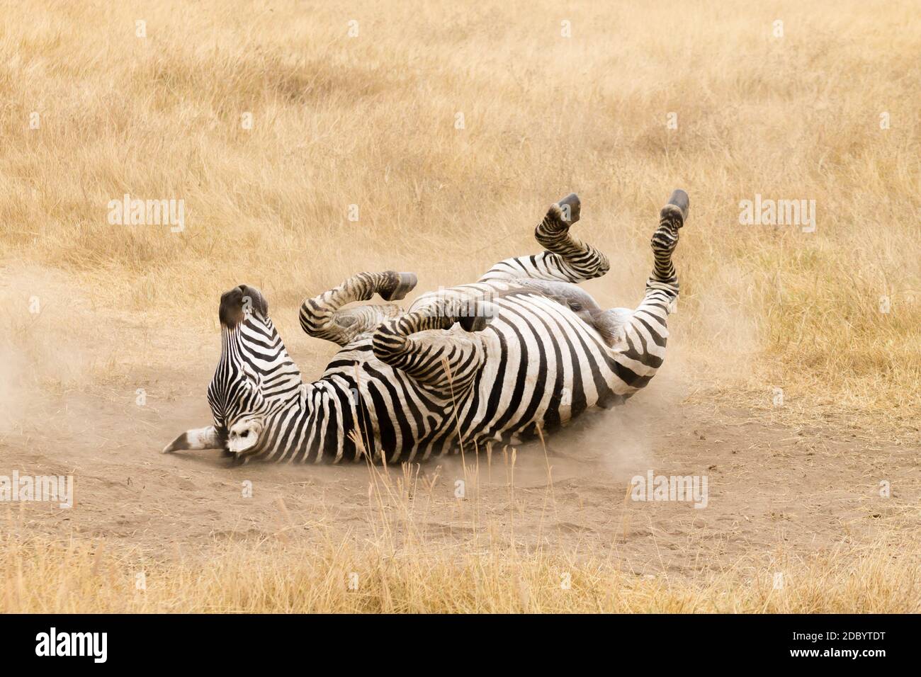 Zebra that is rolling on the ground. Ngorongoro crater, Tanzania ...