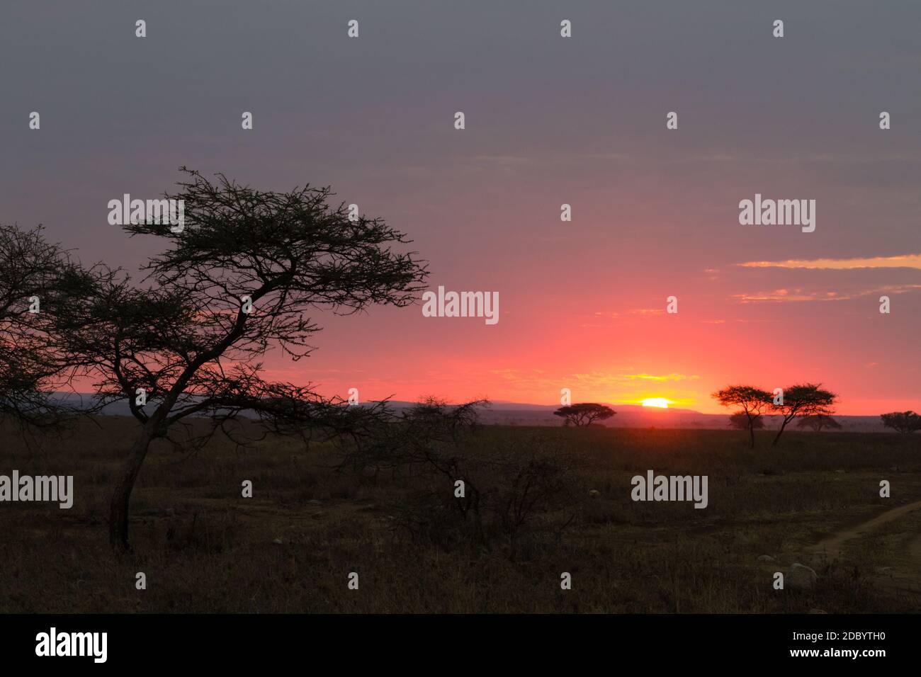 Dawn at Serengeti National Park, Tanzania, Africa. African panorama ...
