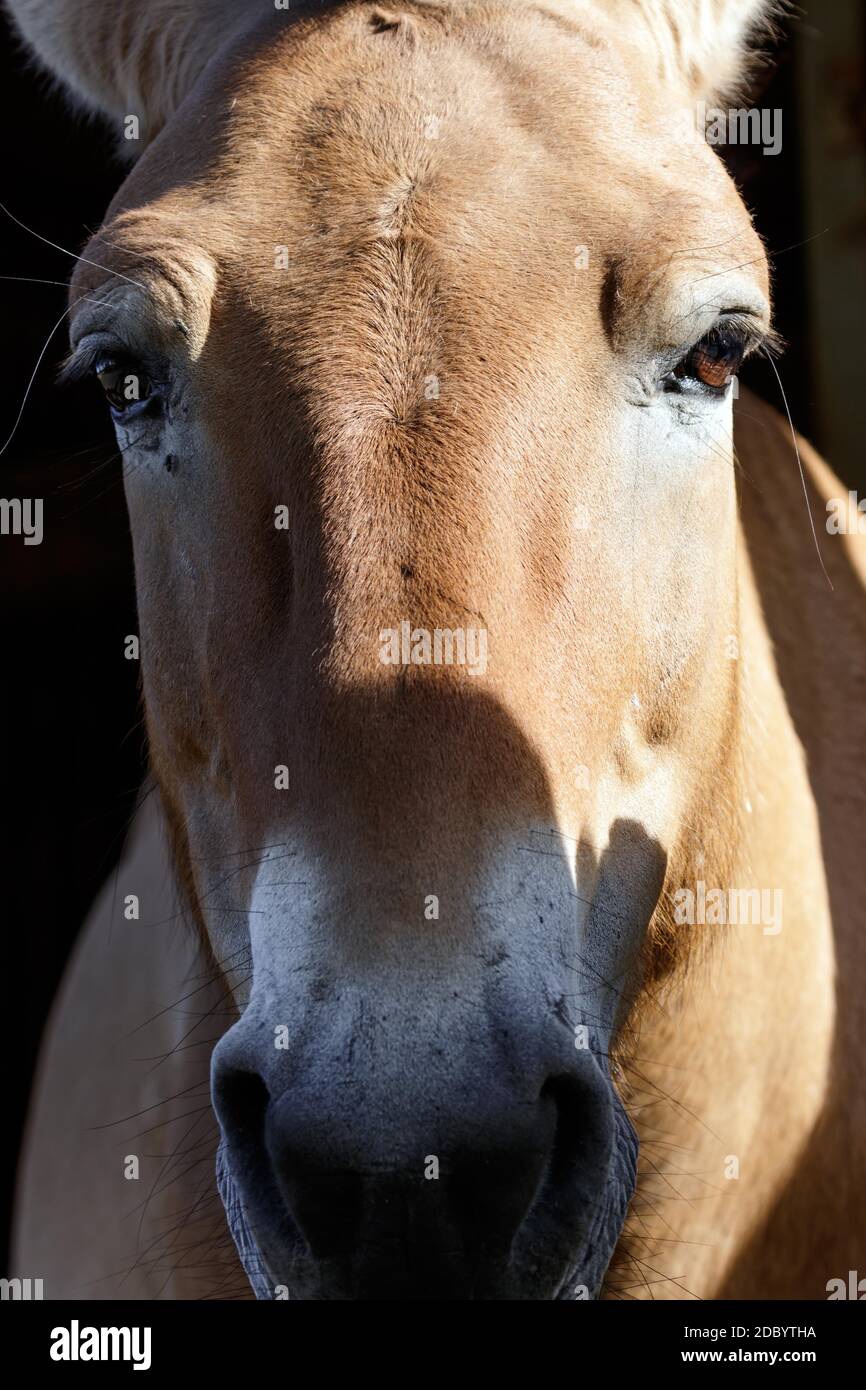 close up of a horse head Stock Photo - Alamy