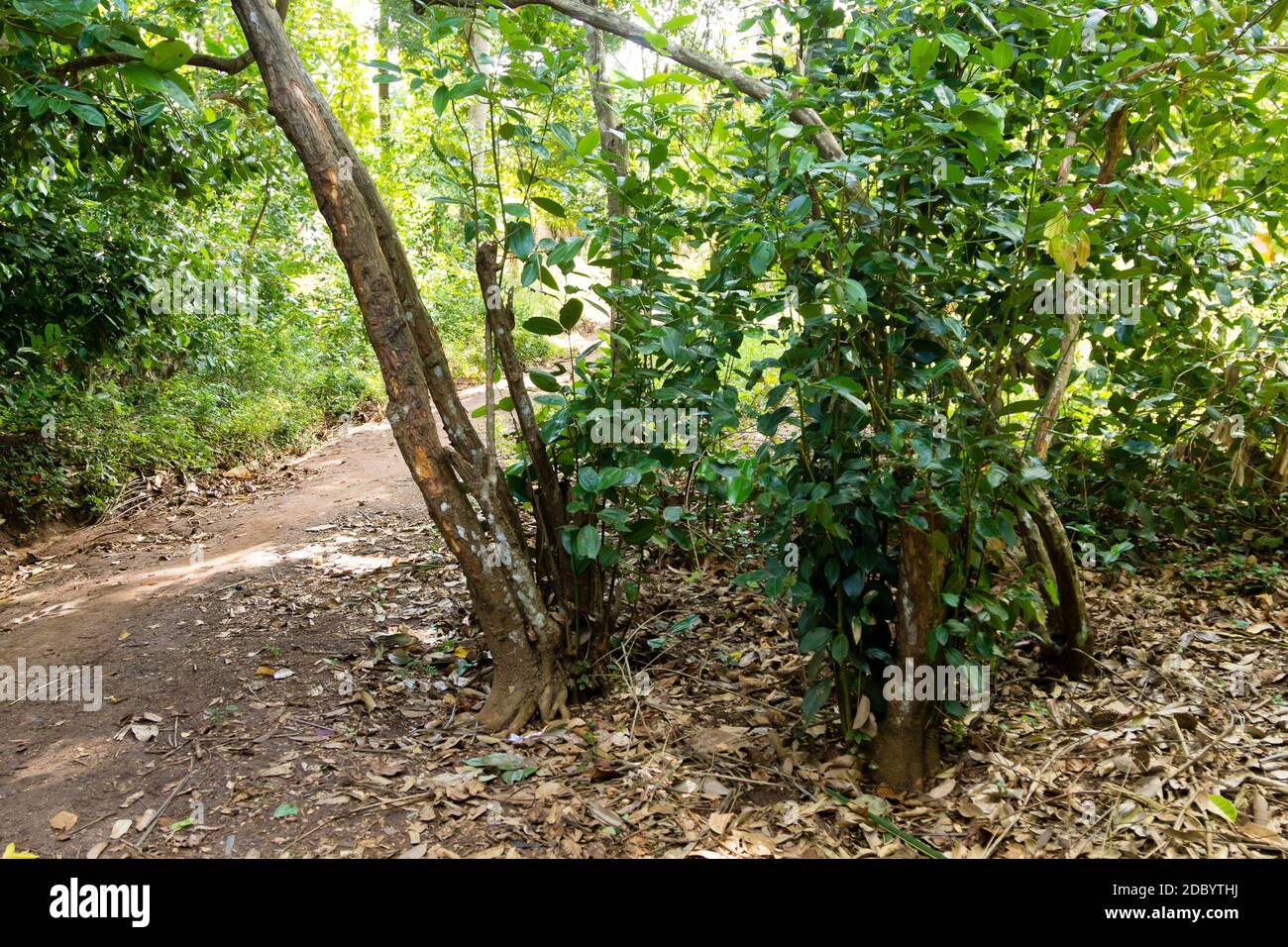 Cinnamon cultivation from Zanzibar, Tanzania. Spices cultivation ...