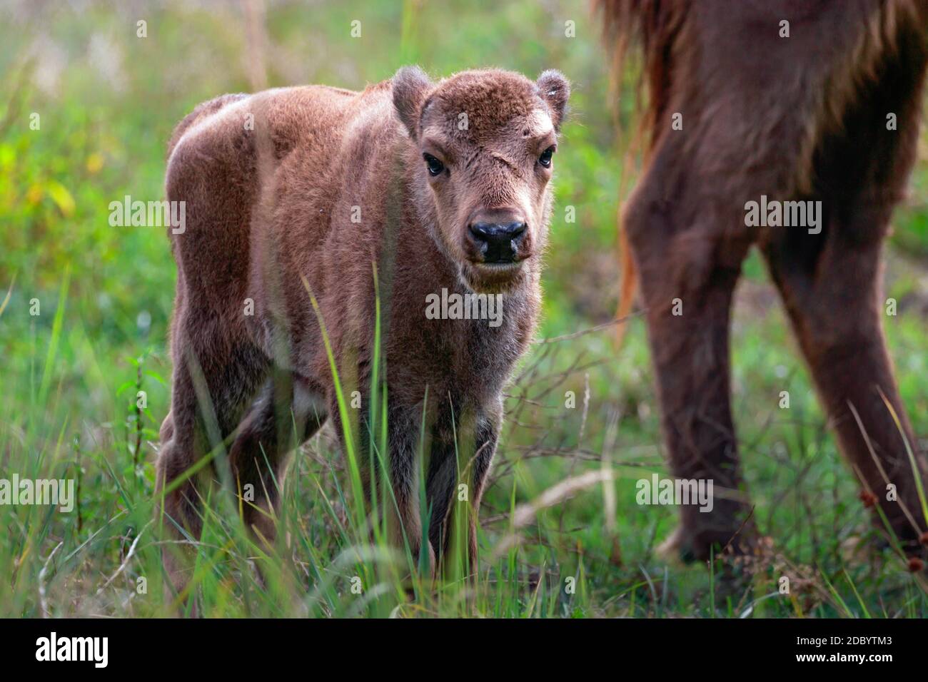 baby wisent on a meadow Stock Photo - Alamy