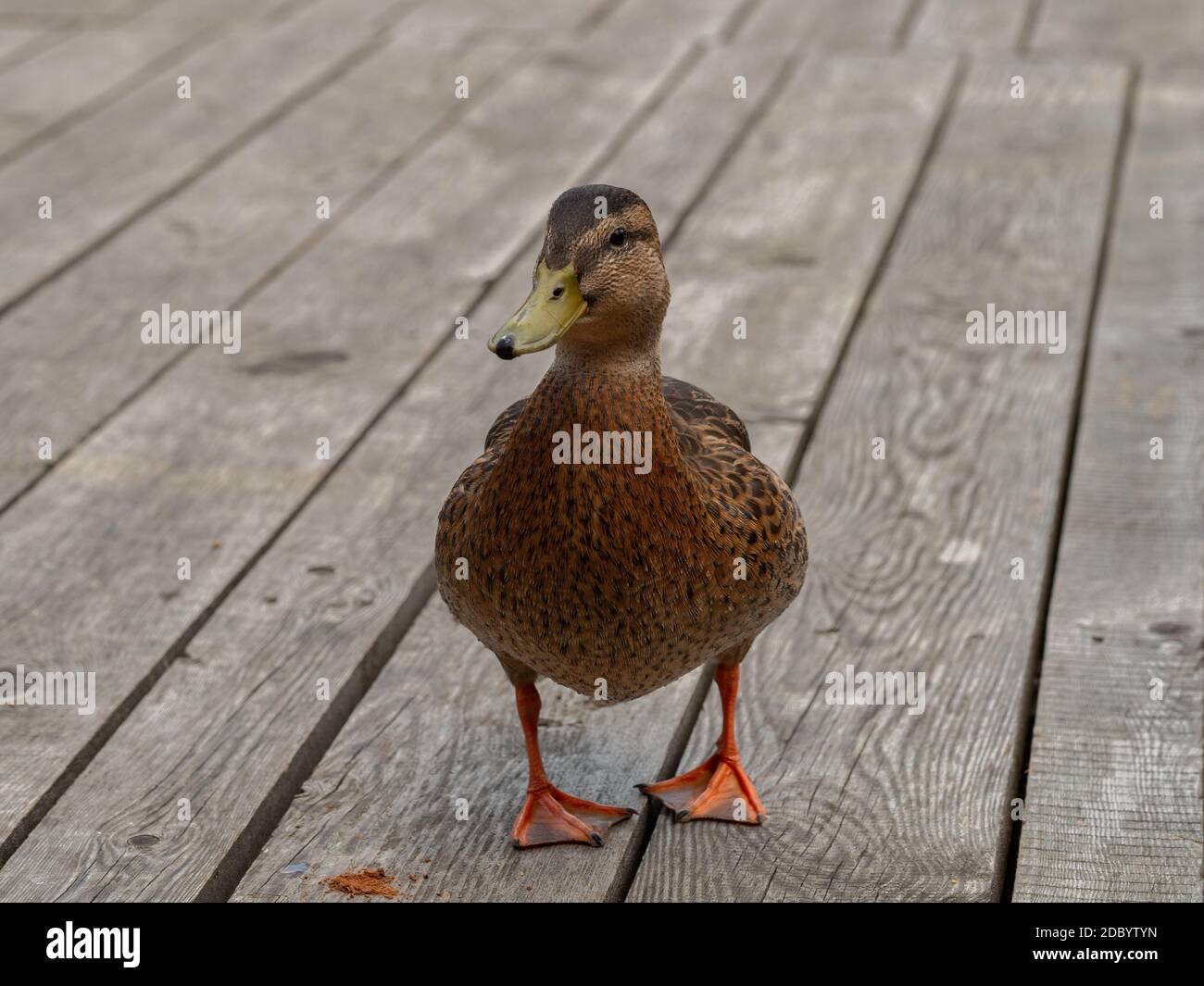 Mallard duck female at landing stage Stock Photo - Alamy