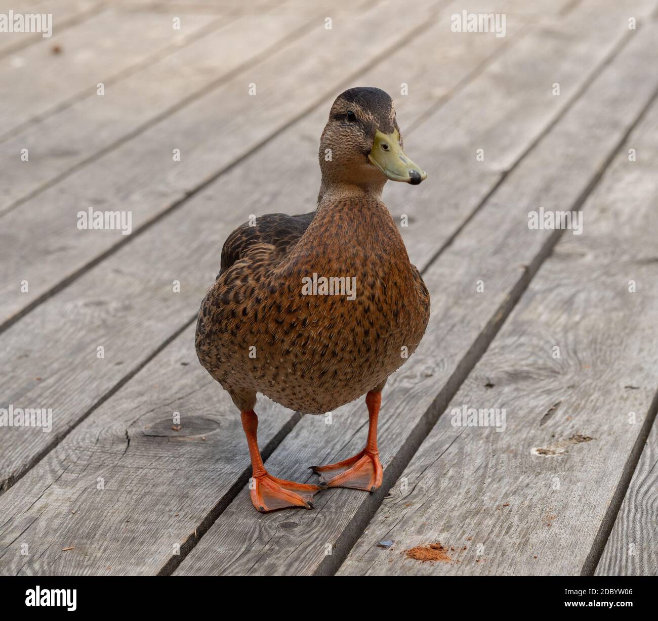 Mallard duck female at landing stage Stock Photo - Alamy
