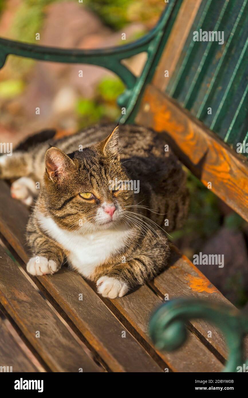Cat relaxing in the sun hi-res stock photography and images - Alamy