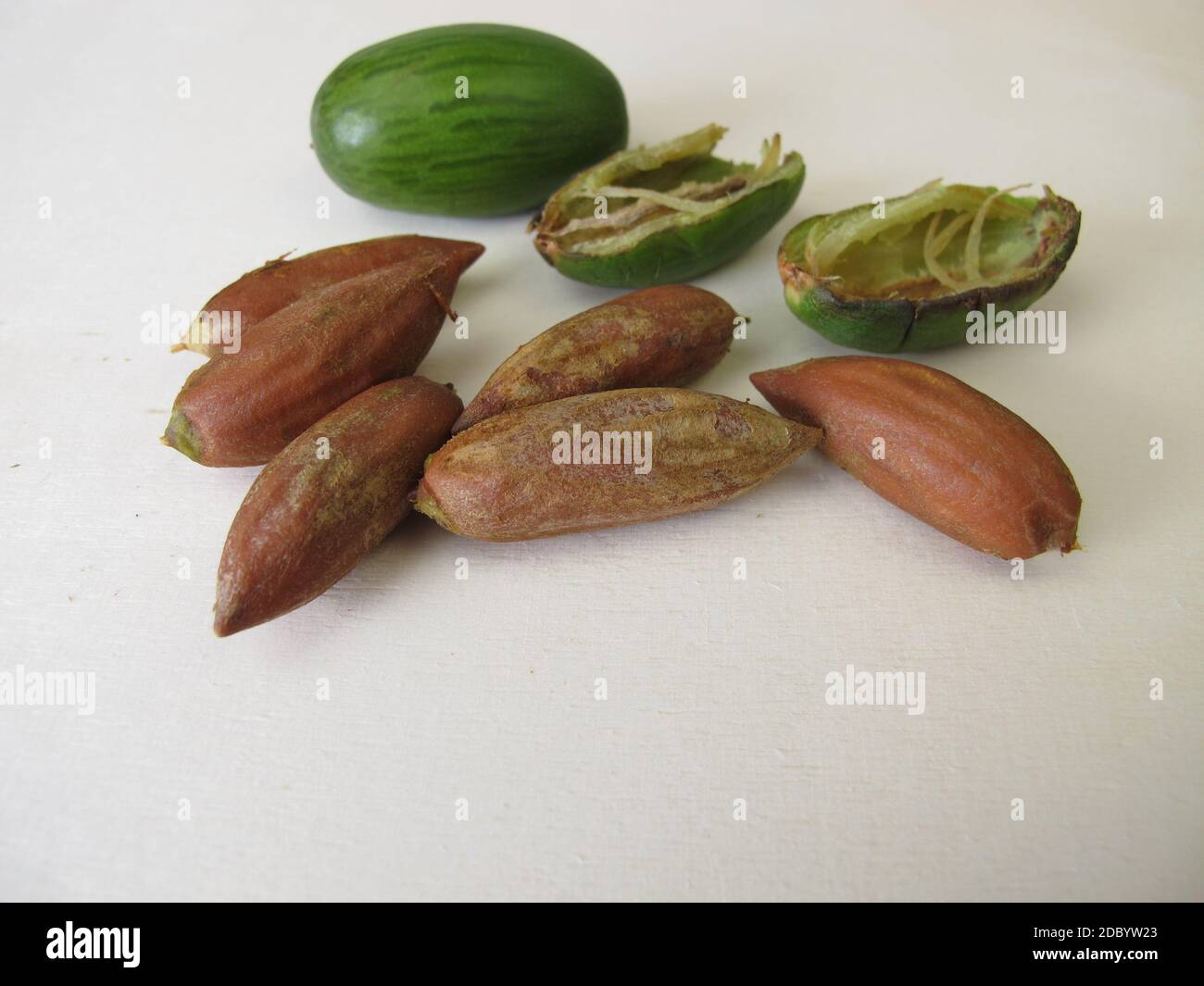 Nuts from the Japanese torreya, Torreya nucifera Stock Photo - Alamy