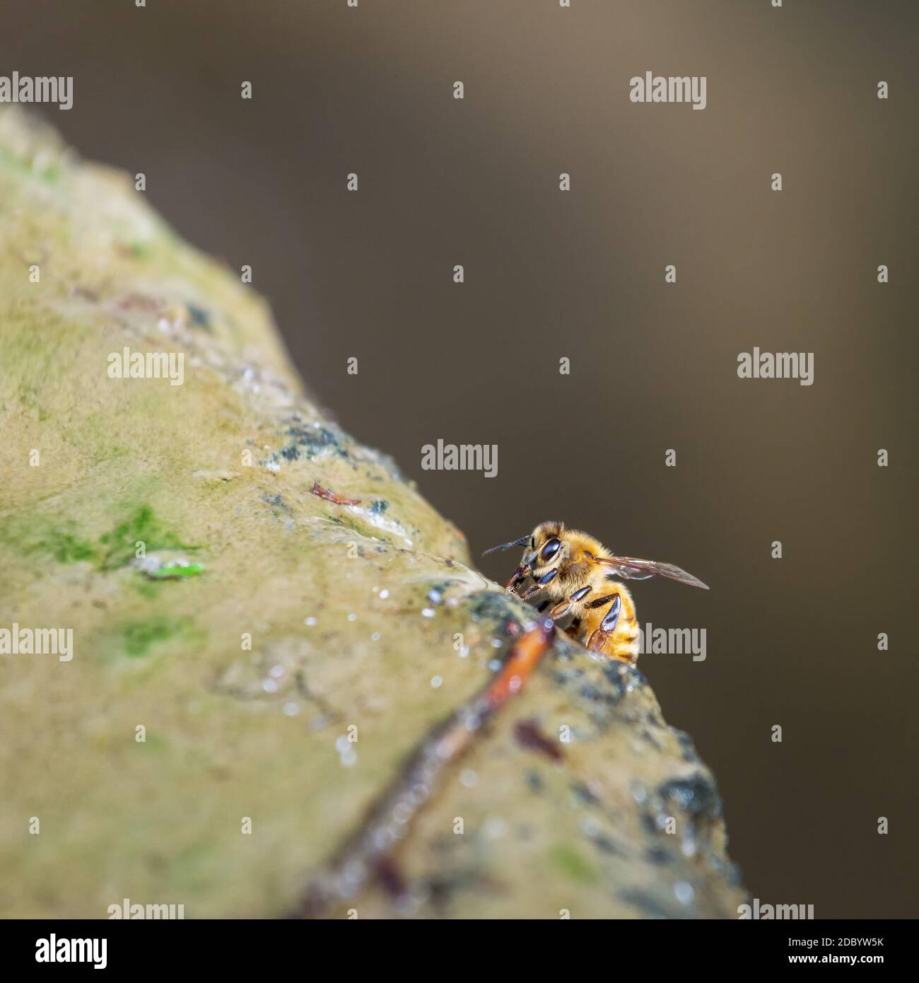 bee drinking water Stock Photo - Alamy