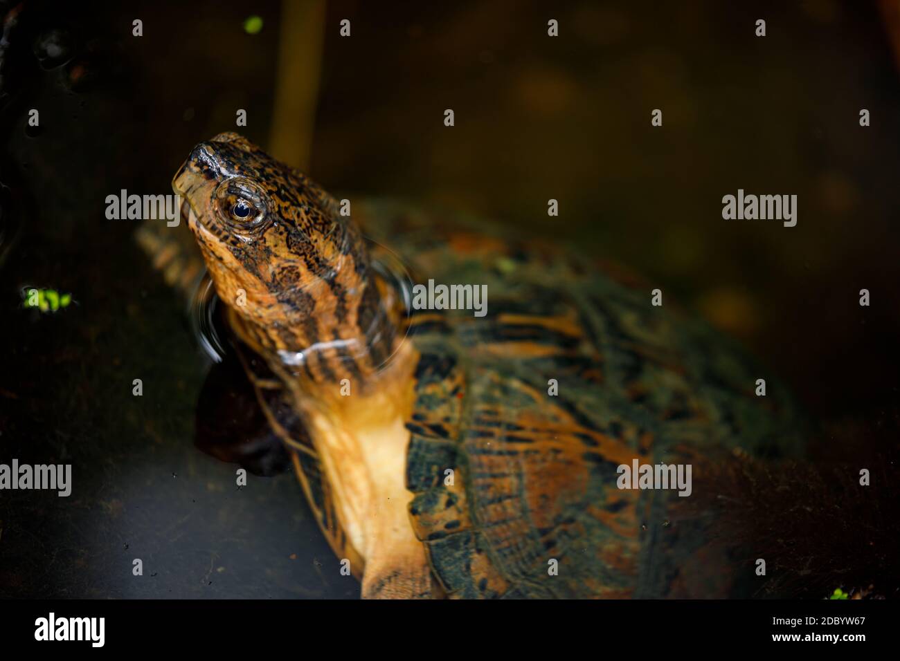 Turtle in jungle hi-res stock photography and images - Alamy