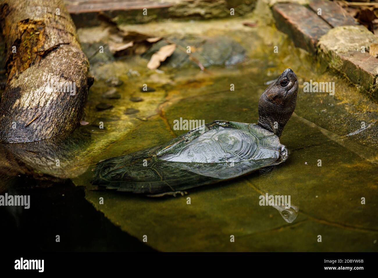 Turtle in jungle hi-res stock photography and images - Alamy
