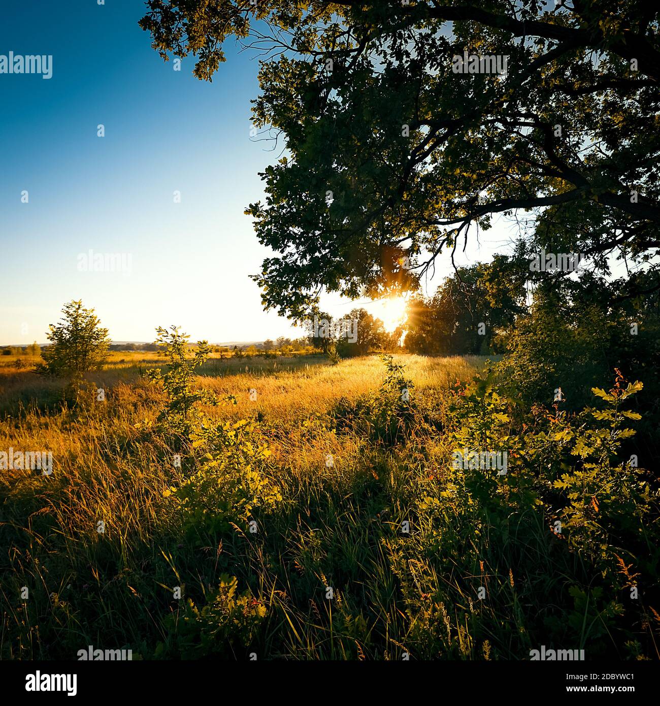 Dawn, the first rays of the sun break through the branches of a large ...