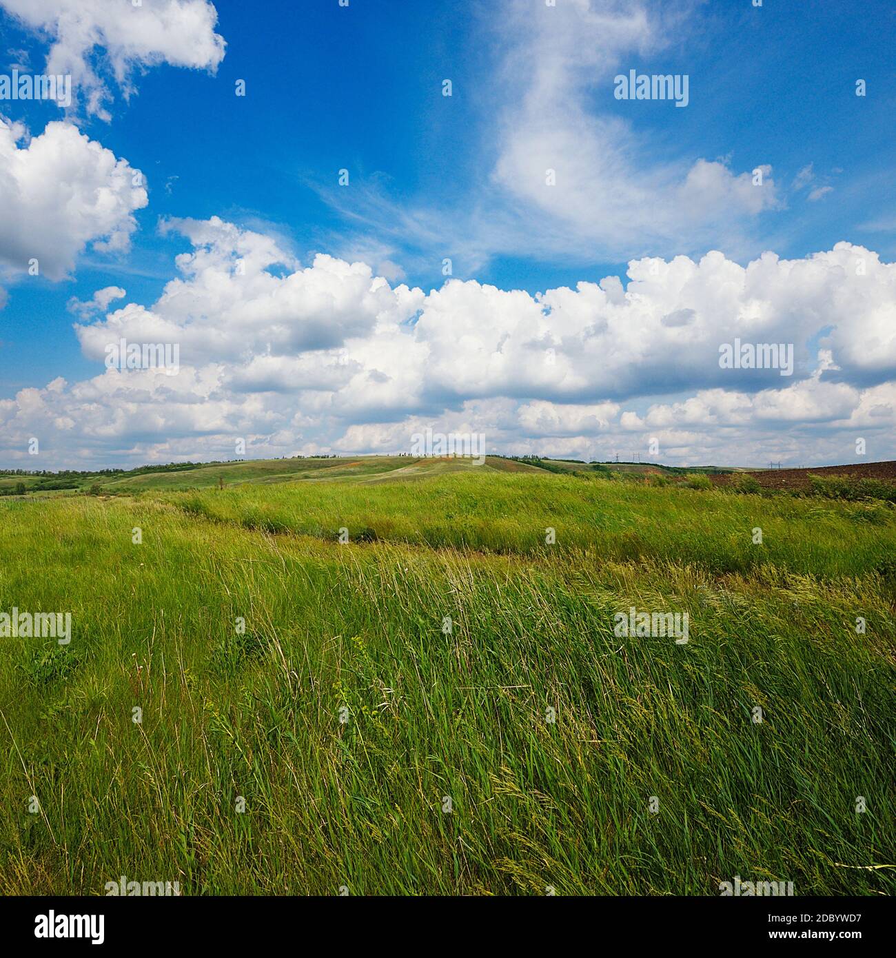 Summer natural landscape, meadow, field with a path, fresh green grass ...