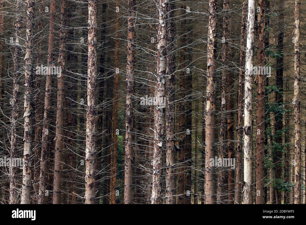 Forest dieback, forest decline, dead spruces after bark beetle ...