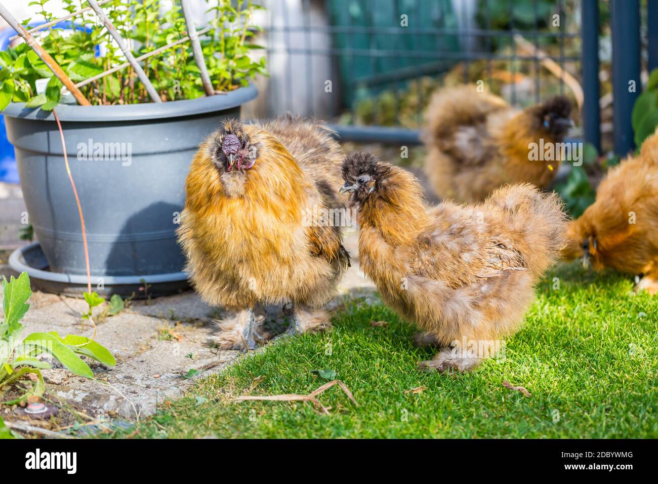 Silkie hens and rooster looking for food in garden. Silkie - breed ...