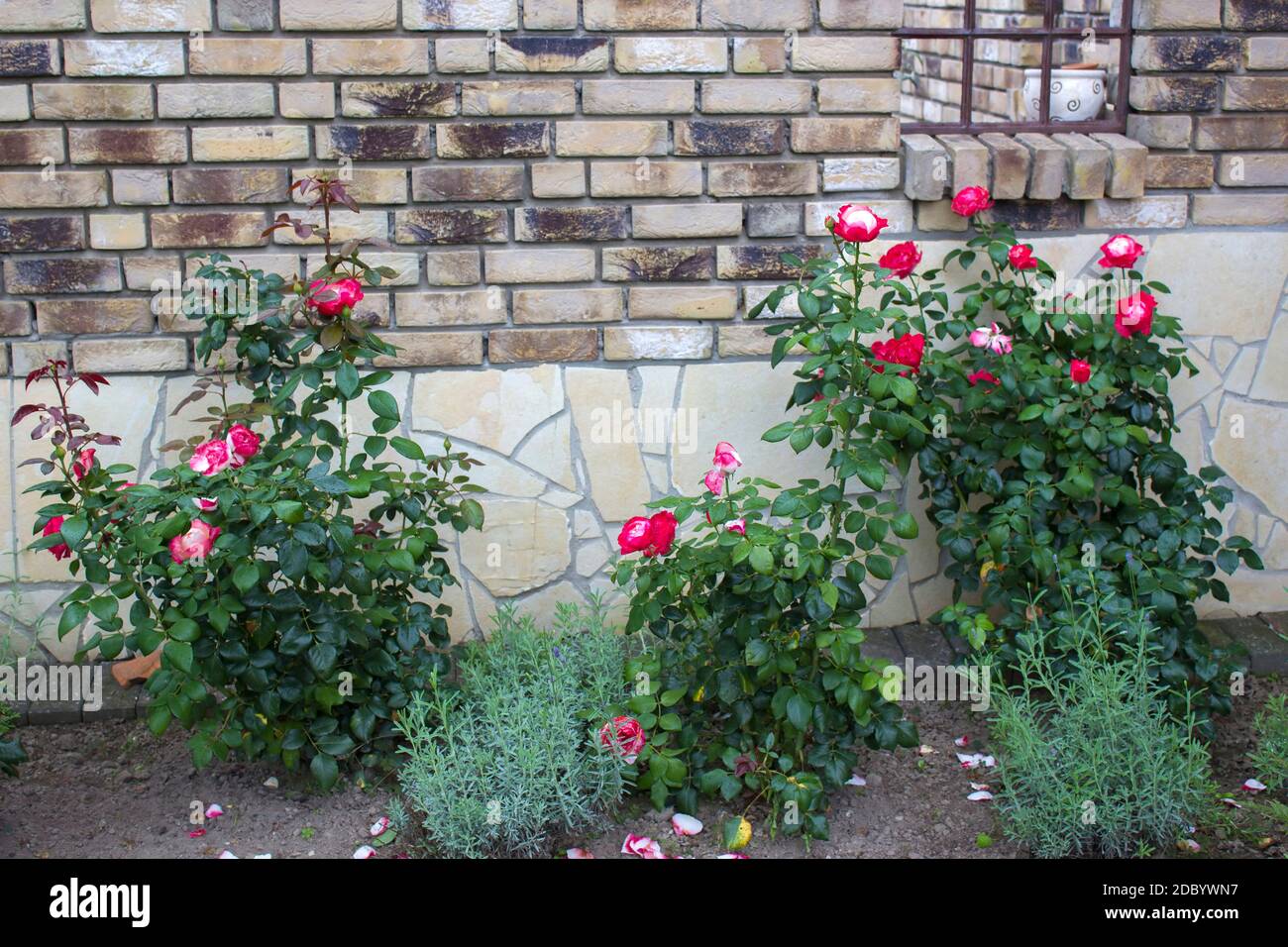 flowerbed in the garden - roses and lavender flowers Stock Photo - Alamy