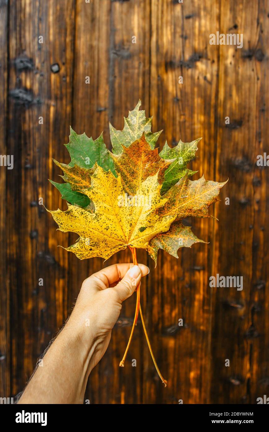 Hand holding beautiful colorful autumn leaves on dark brown wood ...