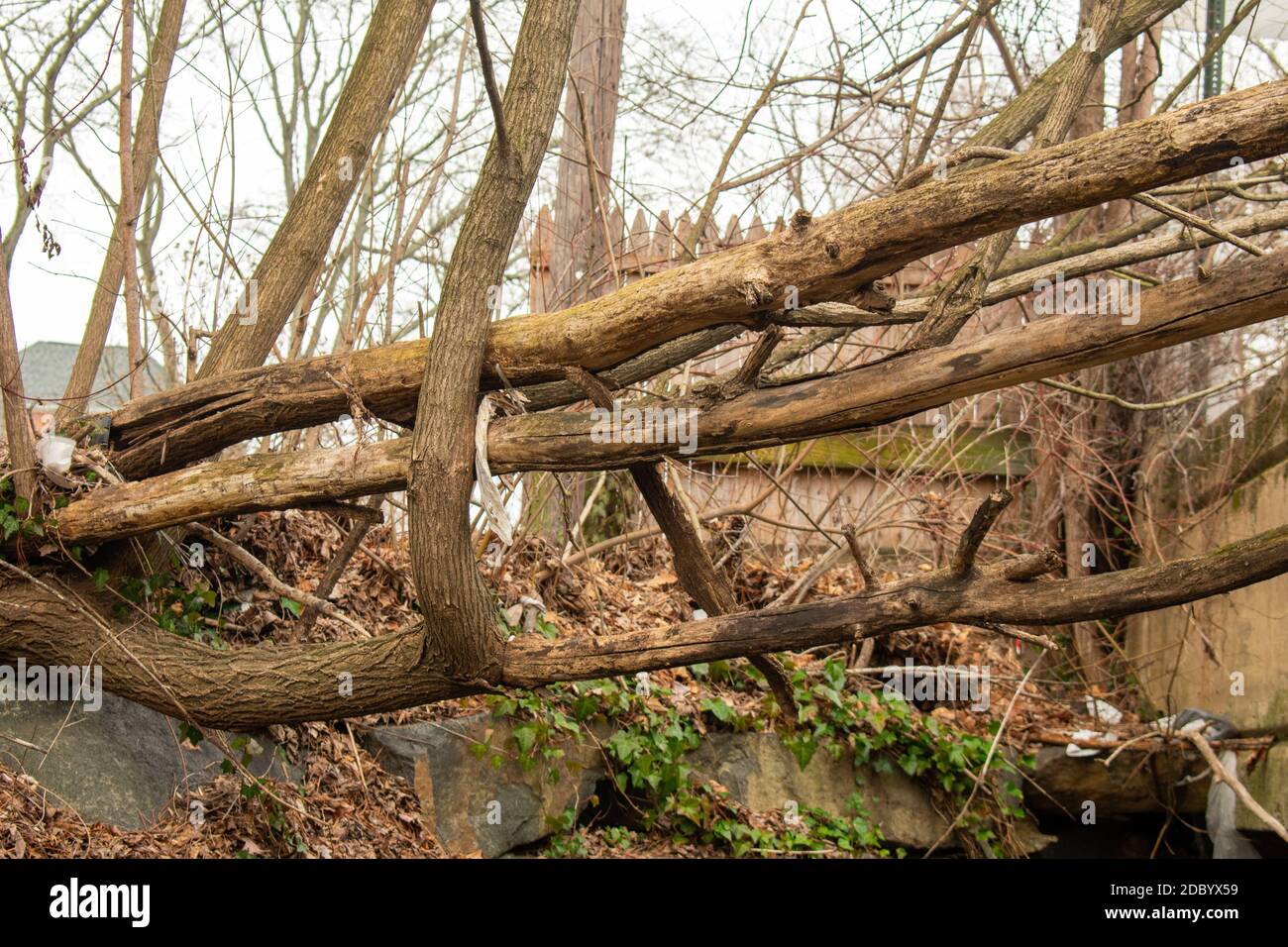 Large Fallen Tree Branches Suspended Over a Grassy Hill in an Autumn ...