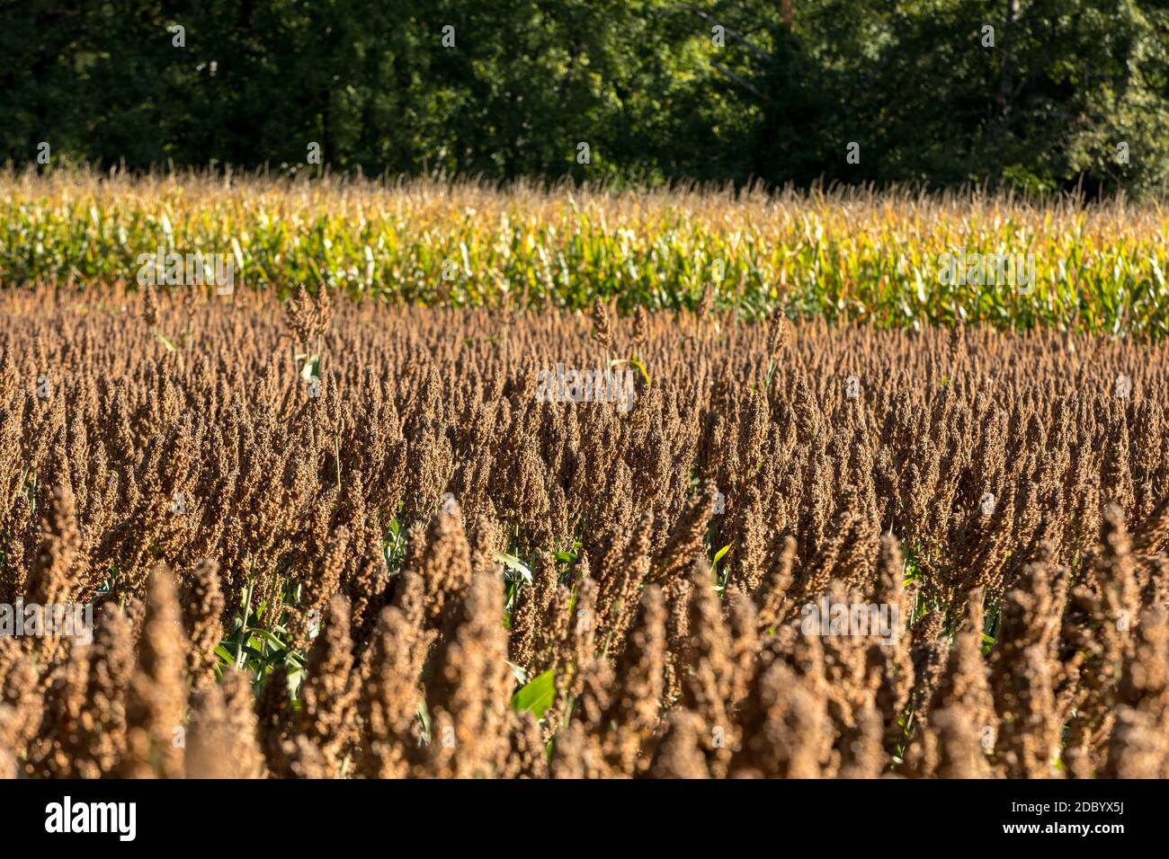 Field of ripe corn in valley of Dordogne river. France Stock Photo - Alamy