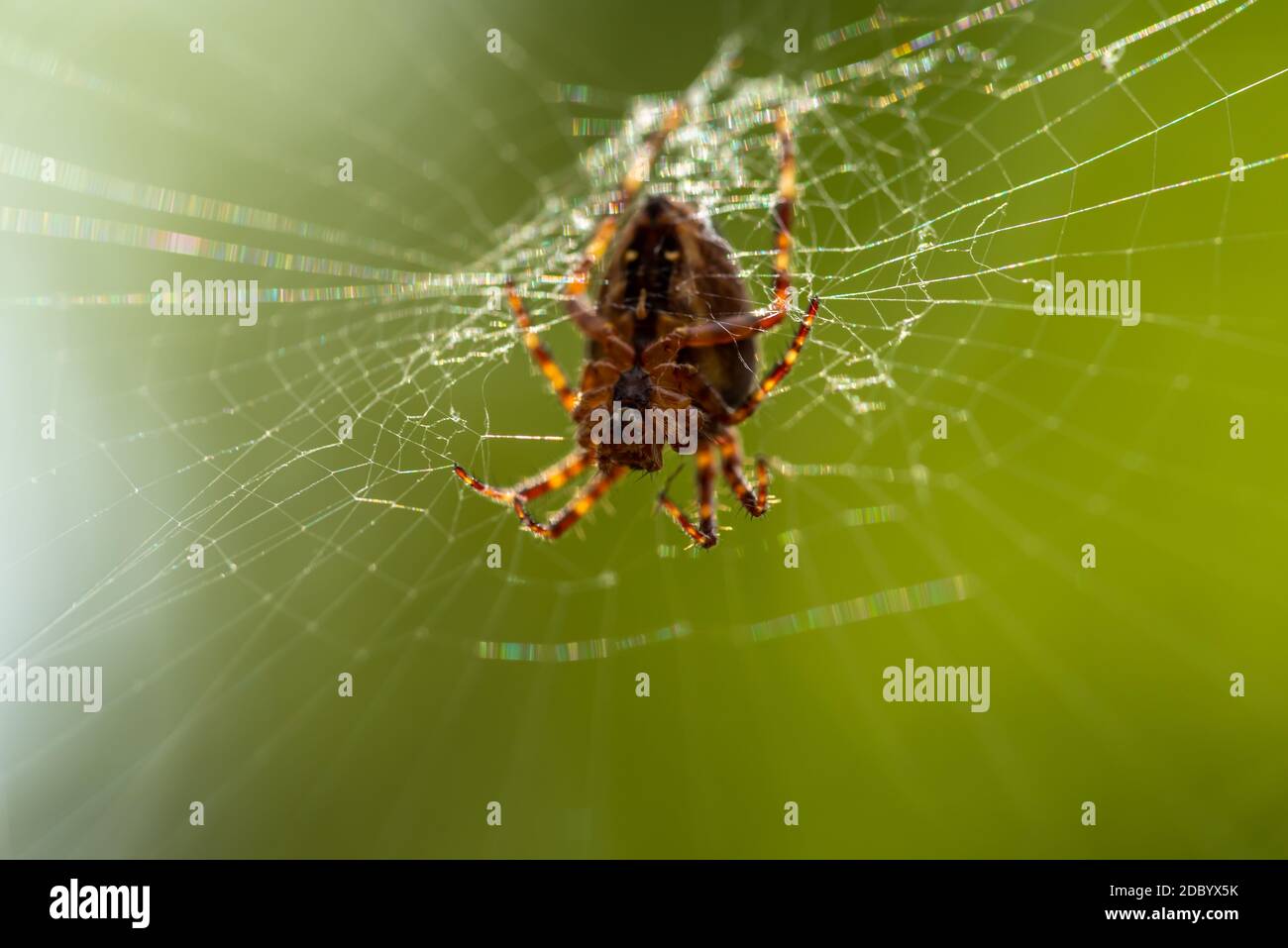 Garden cross spiders hi-res stock photography and images - Alamy