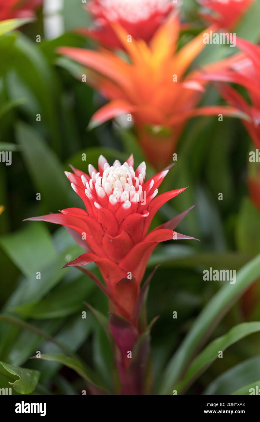 Beautiful guzmania magnifica flower hi-res stock photography and images ...