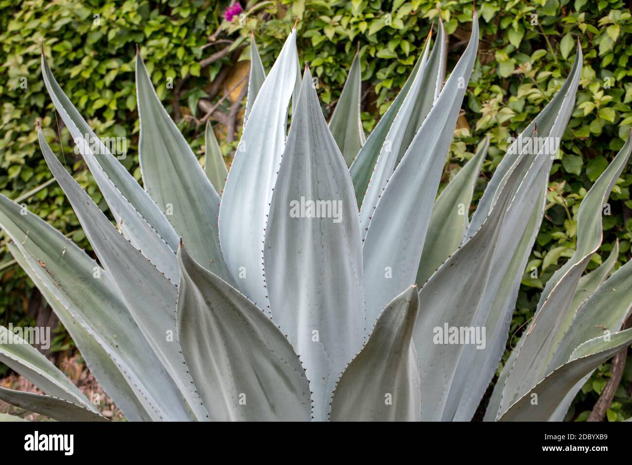 Green big leaves of Agave Succulent Plant Stock Photo - Alamy