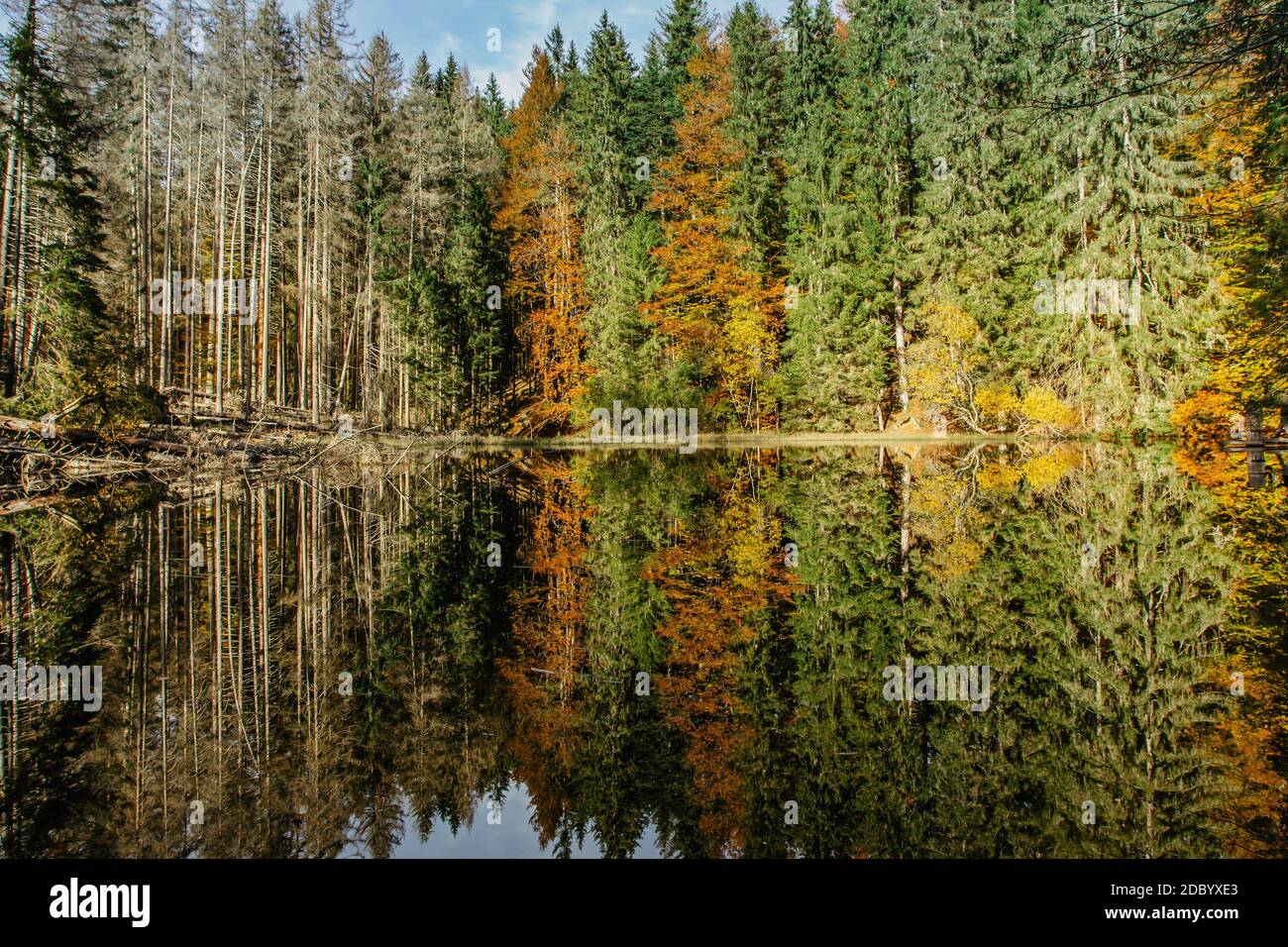 Biodiversity vegetation hi-res stock photography and images - Alamy