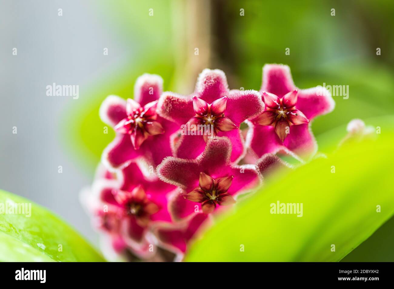 Close up of star shaped red and pink flowers of Hoya carnosa or ...