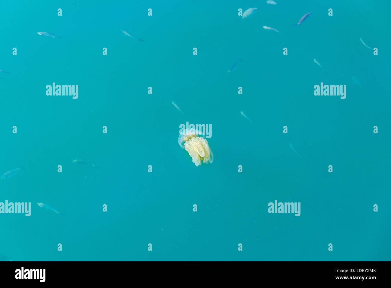 jellyfish in view above water surface Stock Photo - Alamy