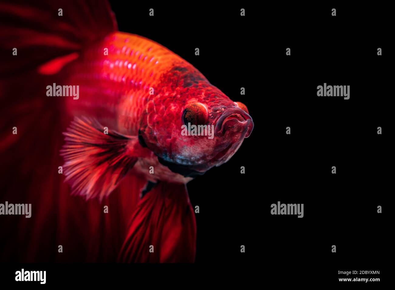 Red Siamese fighting fish Betta splendens,on black background ,Betta ...