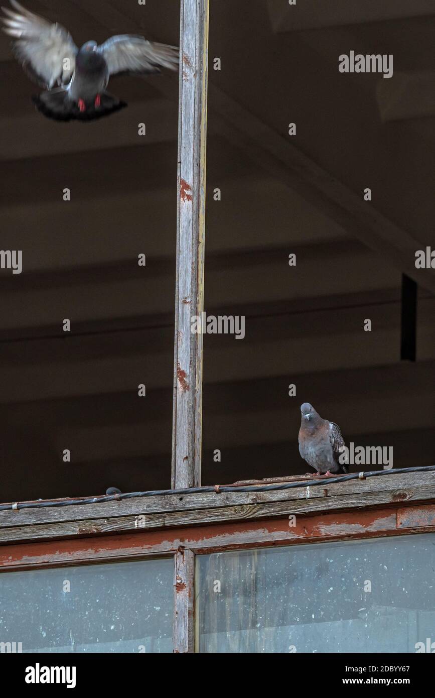 one flies and the other pigeon sits on the window frame because there ...