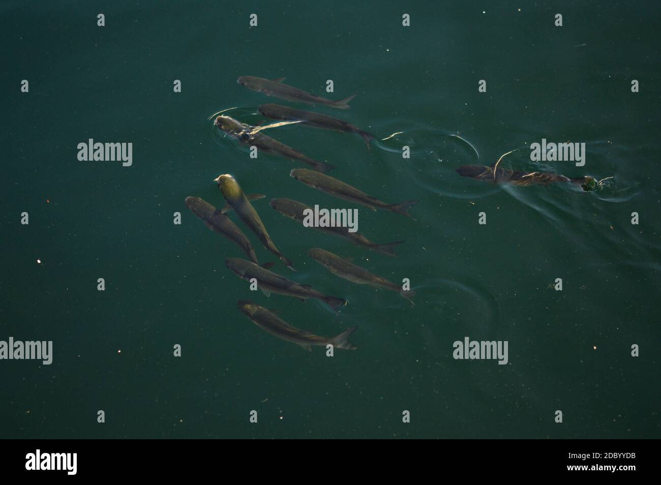 Searching for fishes hi-res stock photography and images - Alamy