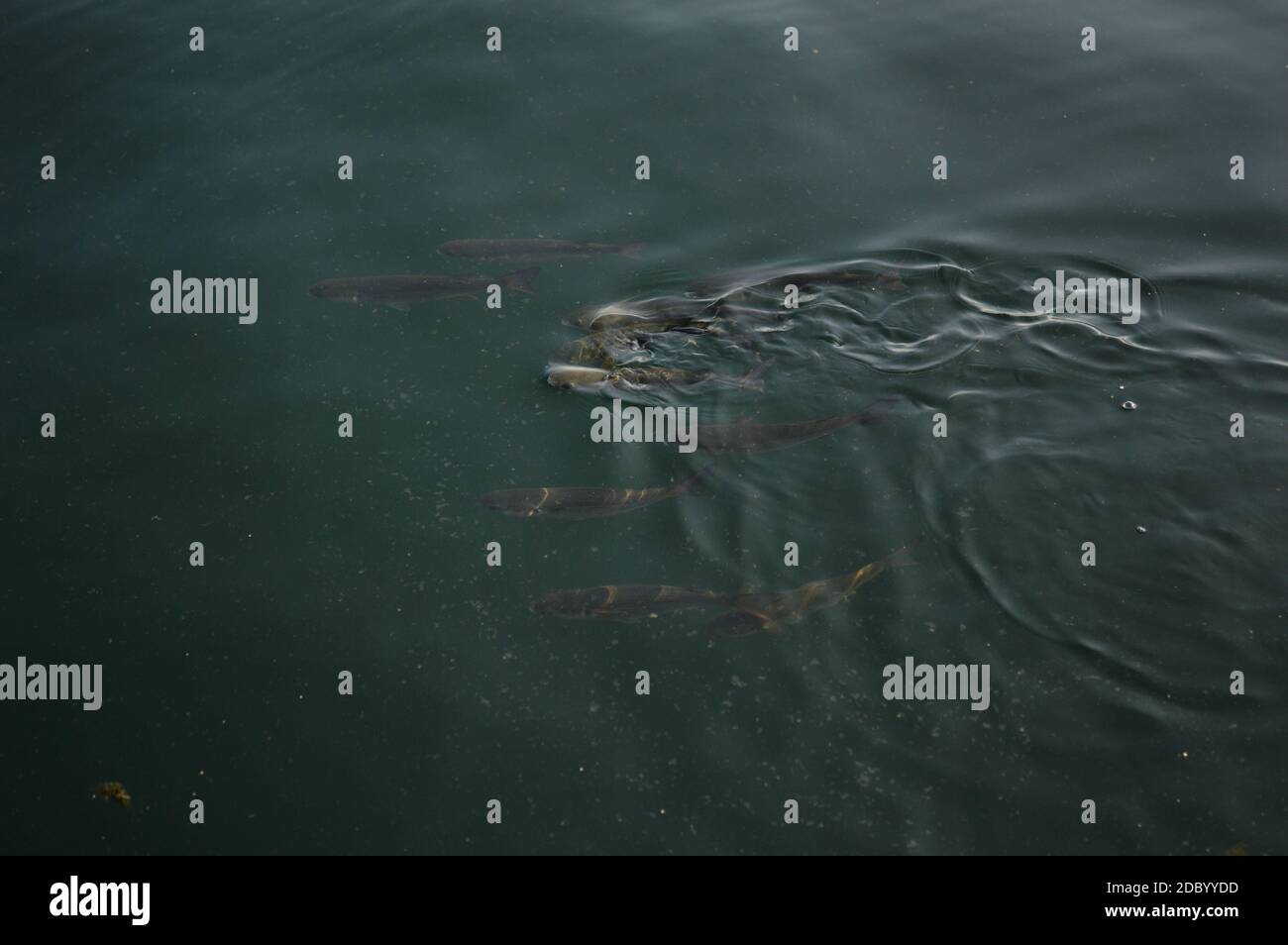 Searching for fishes hi-res stock photography and images - Alamy