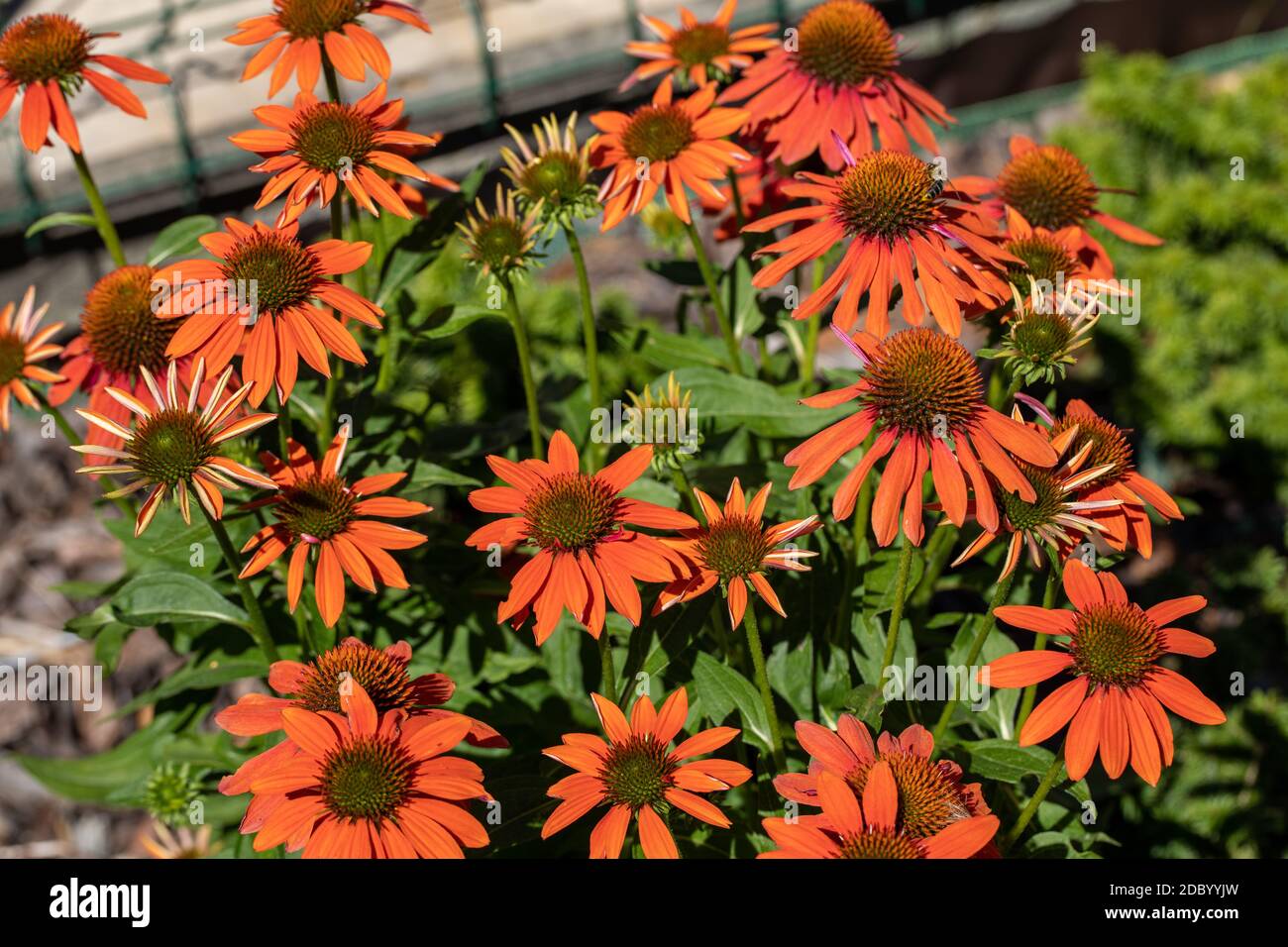 Flowers of Echinacea - an herb stimulating the immune system Stock ...