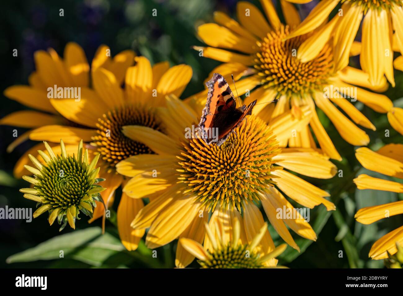 Rudbekia Yellow Daisy flowers in ornamental garden Stock Photo - Alamy