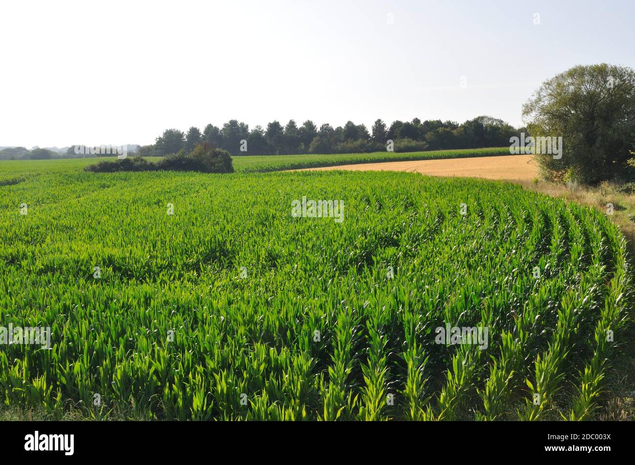 A corn field in Brittany Stock Photo - Alamy