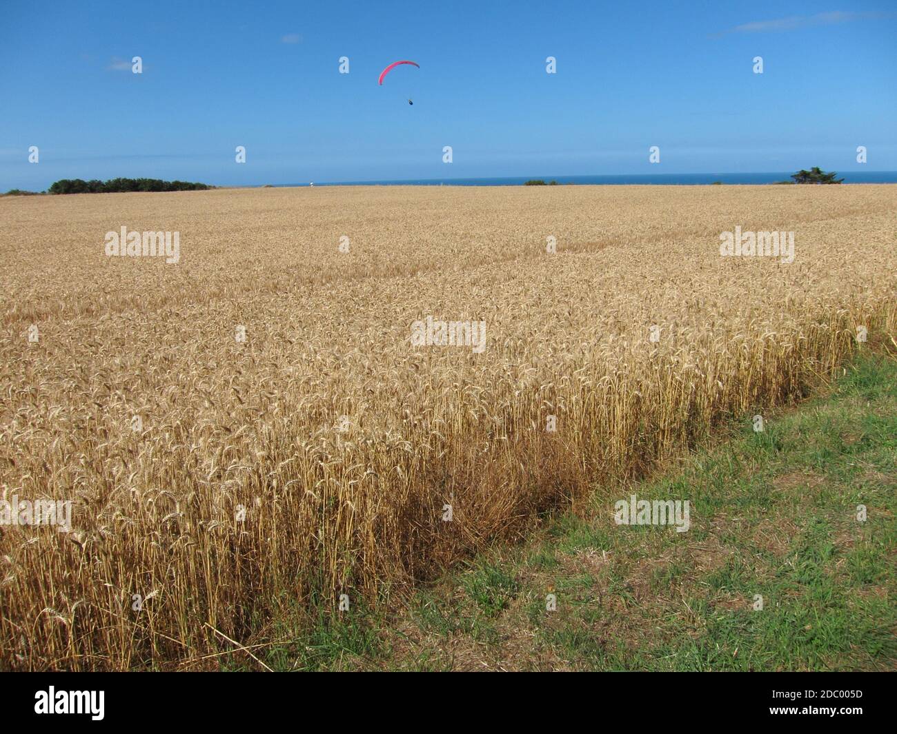 Haver plant hi-res stock photography and images - Alamy