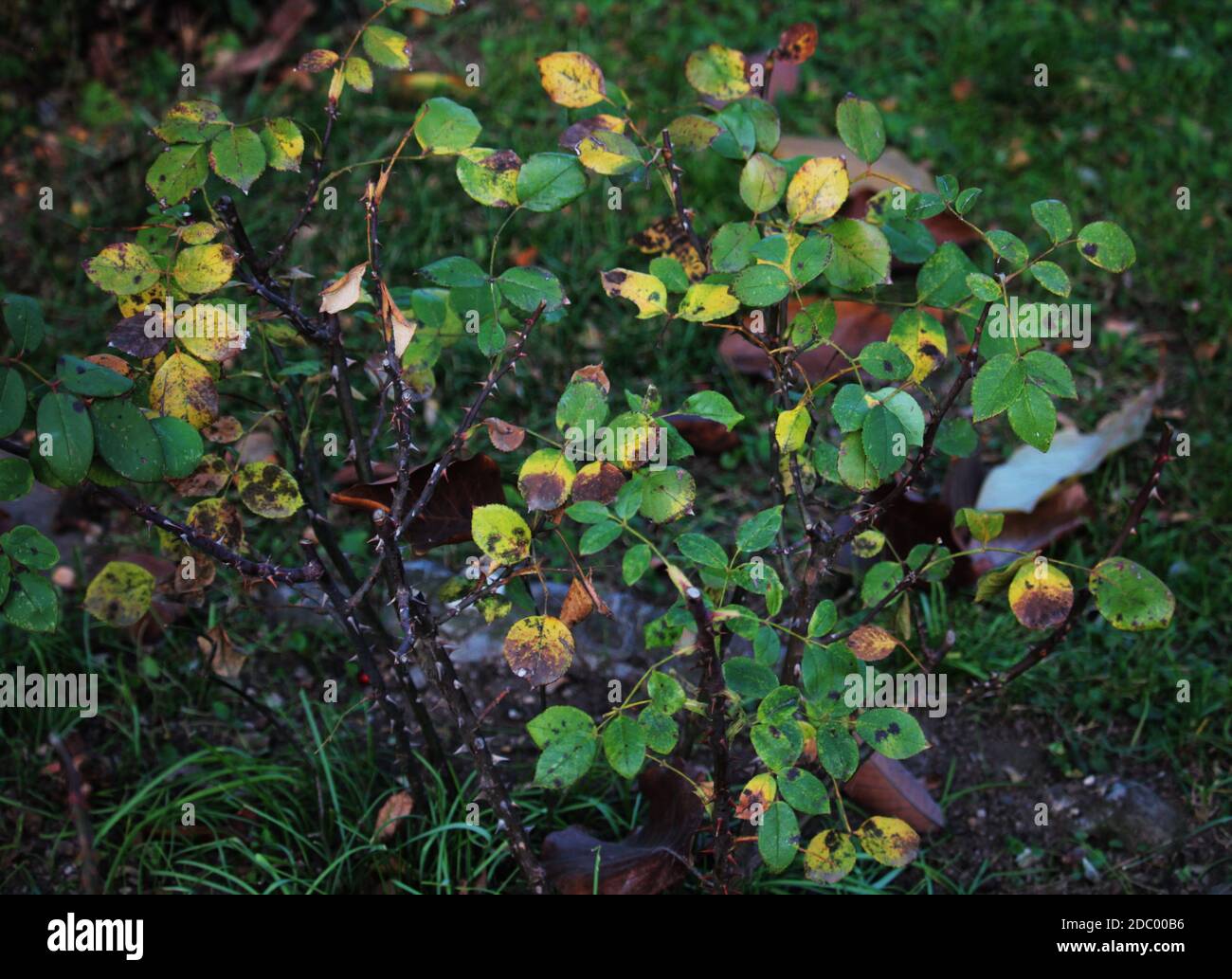 Fotografia di texture hi-res stock photography and images - Alamy