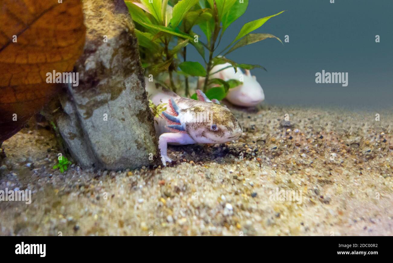 underwater scenery showing a Axolotl on sandy ground Stock Photo - Alamy