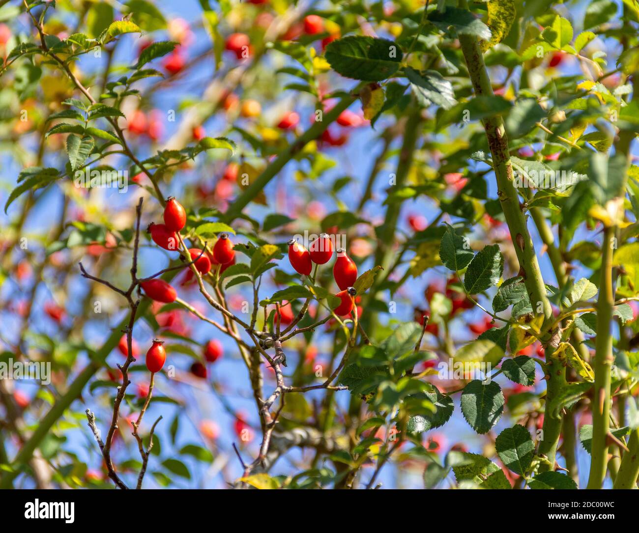 sunny illuminated red dog-rose fruits in natural leavy ambiance Stock ...