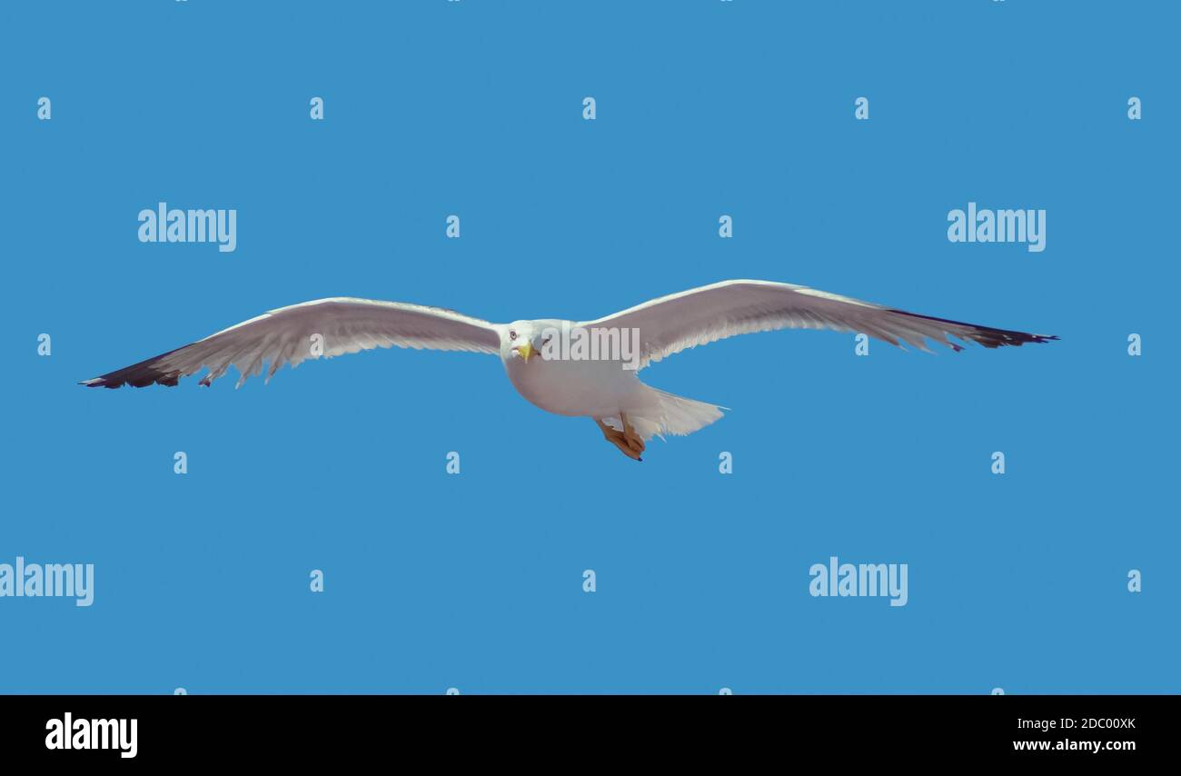 Loe angle shot hi-res stock photography and images - Alamy