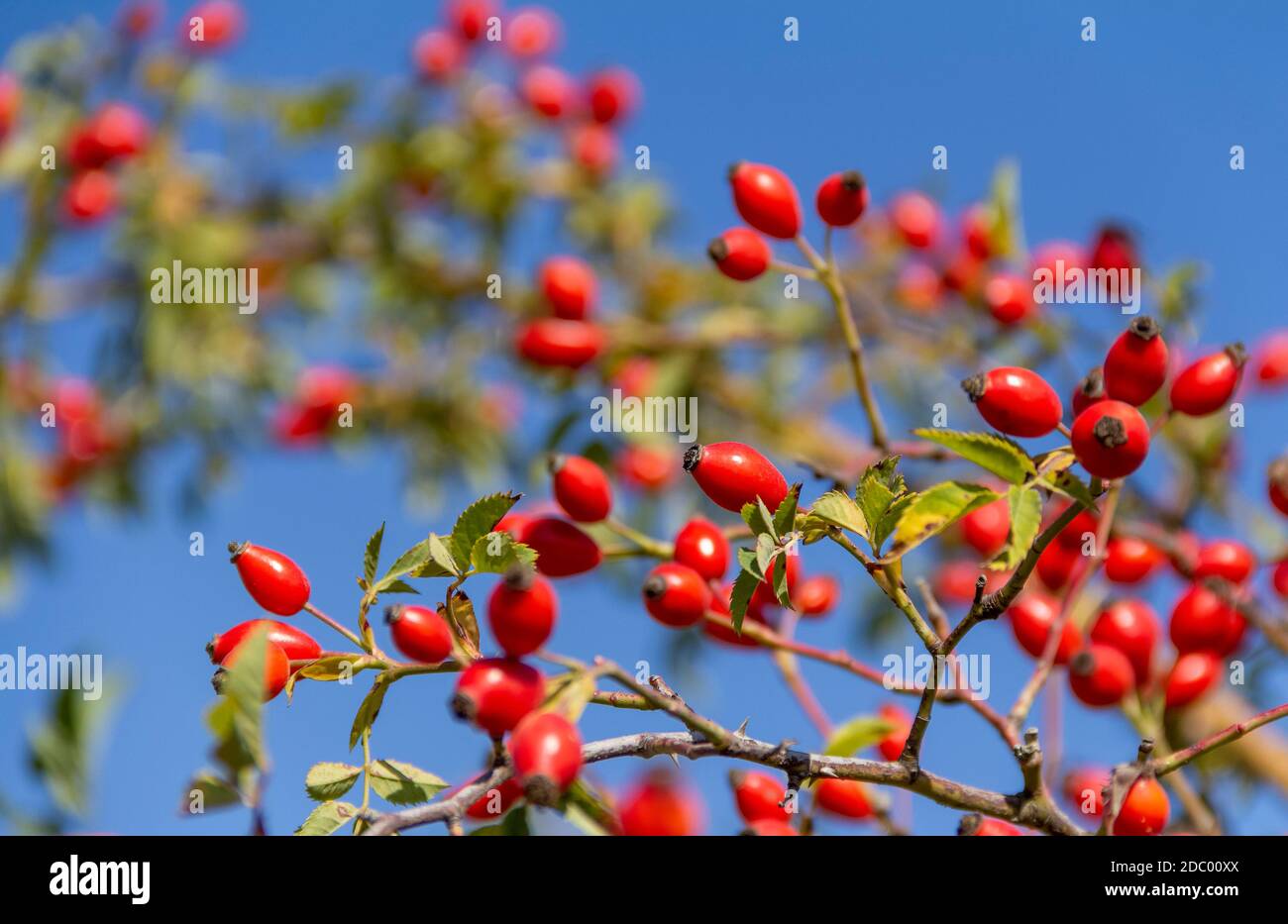 sunny illuminated red dog-rose fruits in blue back Stock Photo - Alamy