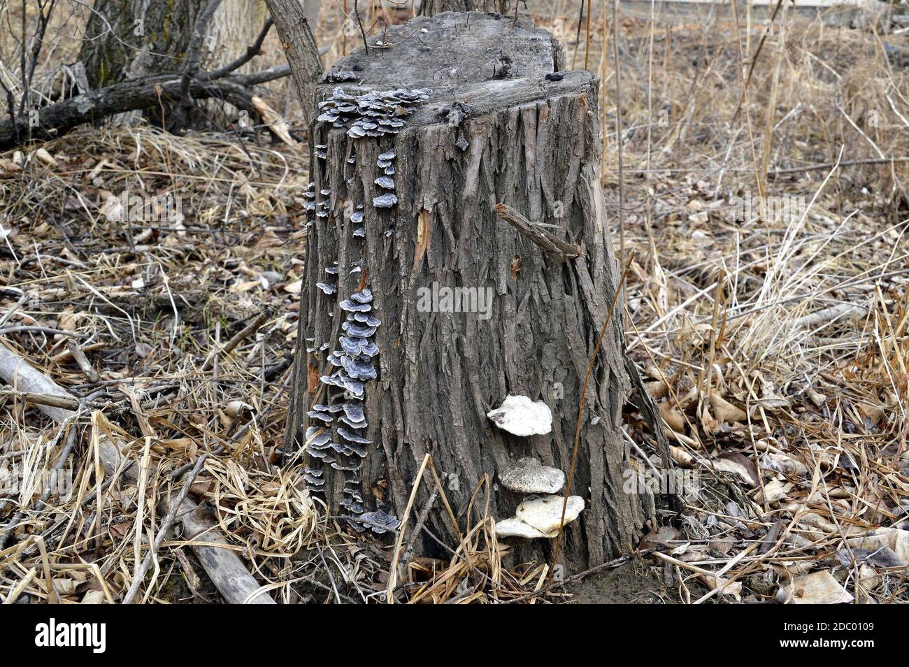 Old stump with mushrooms growing toadstools in the forest Stock Photo ...