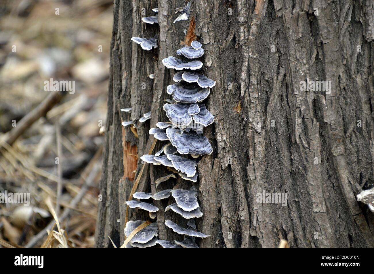 Old stump with mushrooms growing toadstools in the forest Stock Photo ...