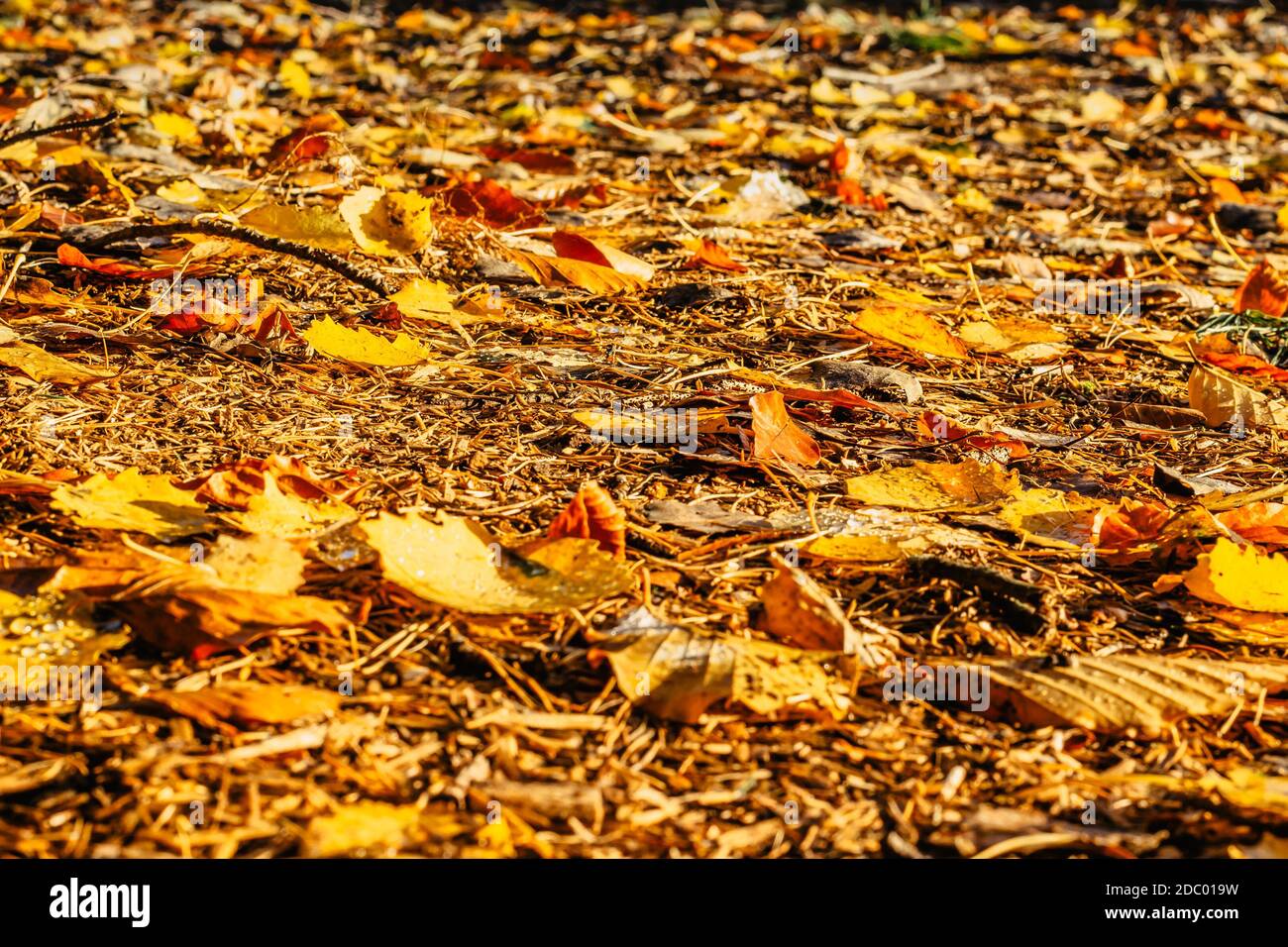 Fall autumn details after the rain selective focus.Deep in thought ...