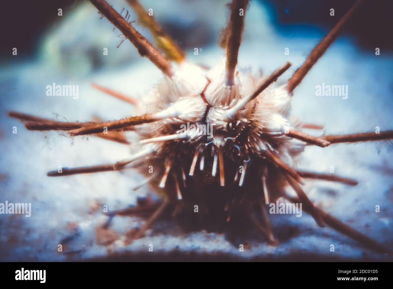 Sea urchin close up view. Macro photography Stock Photo - Alamy