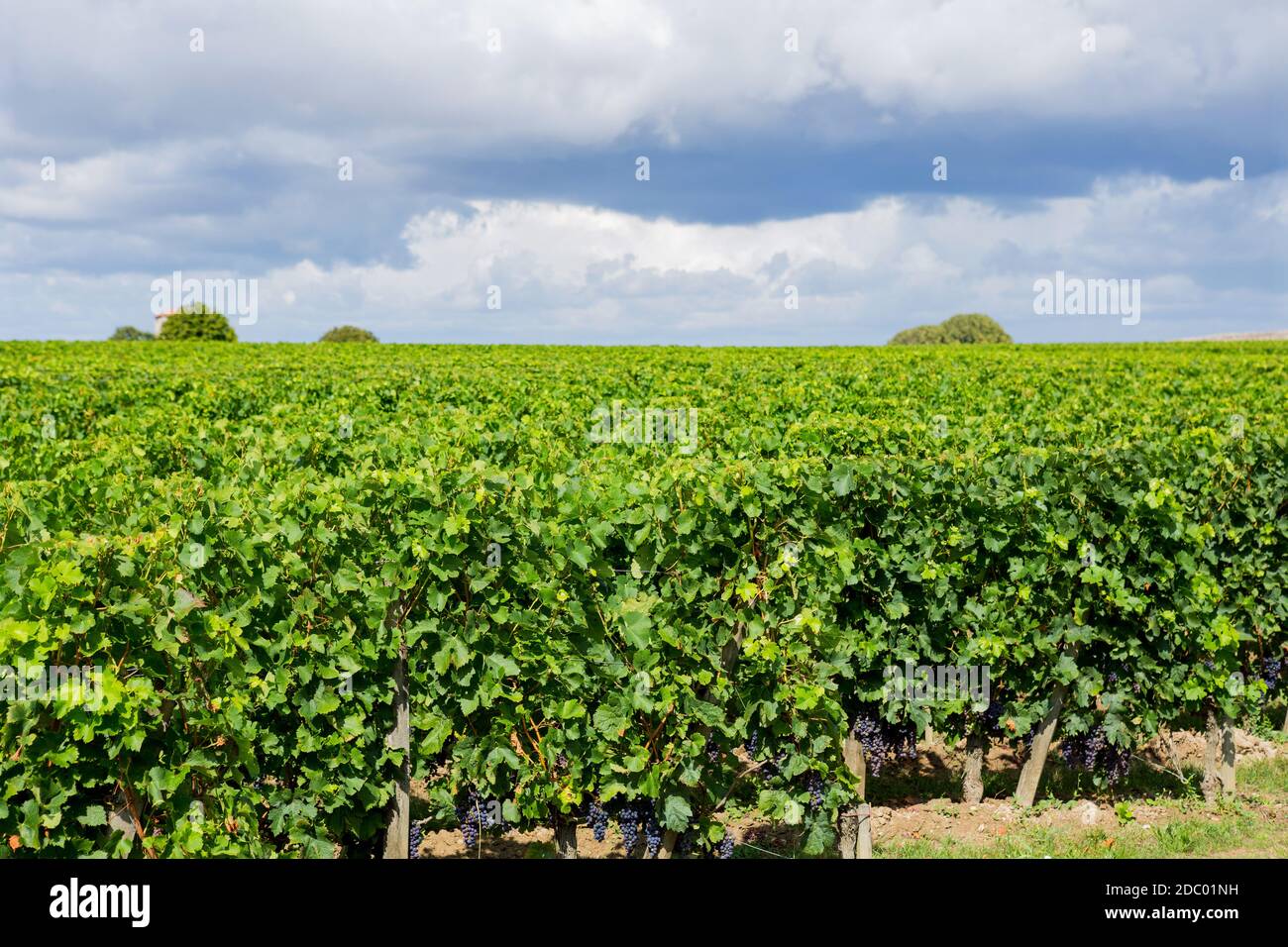 Bordeaux France Vineyard High Resolution Stock Photography and Images ...
