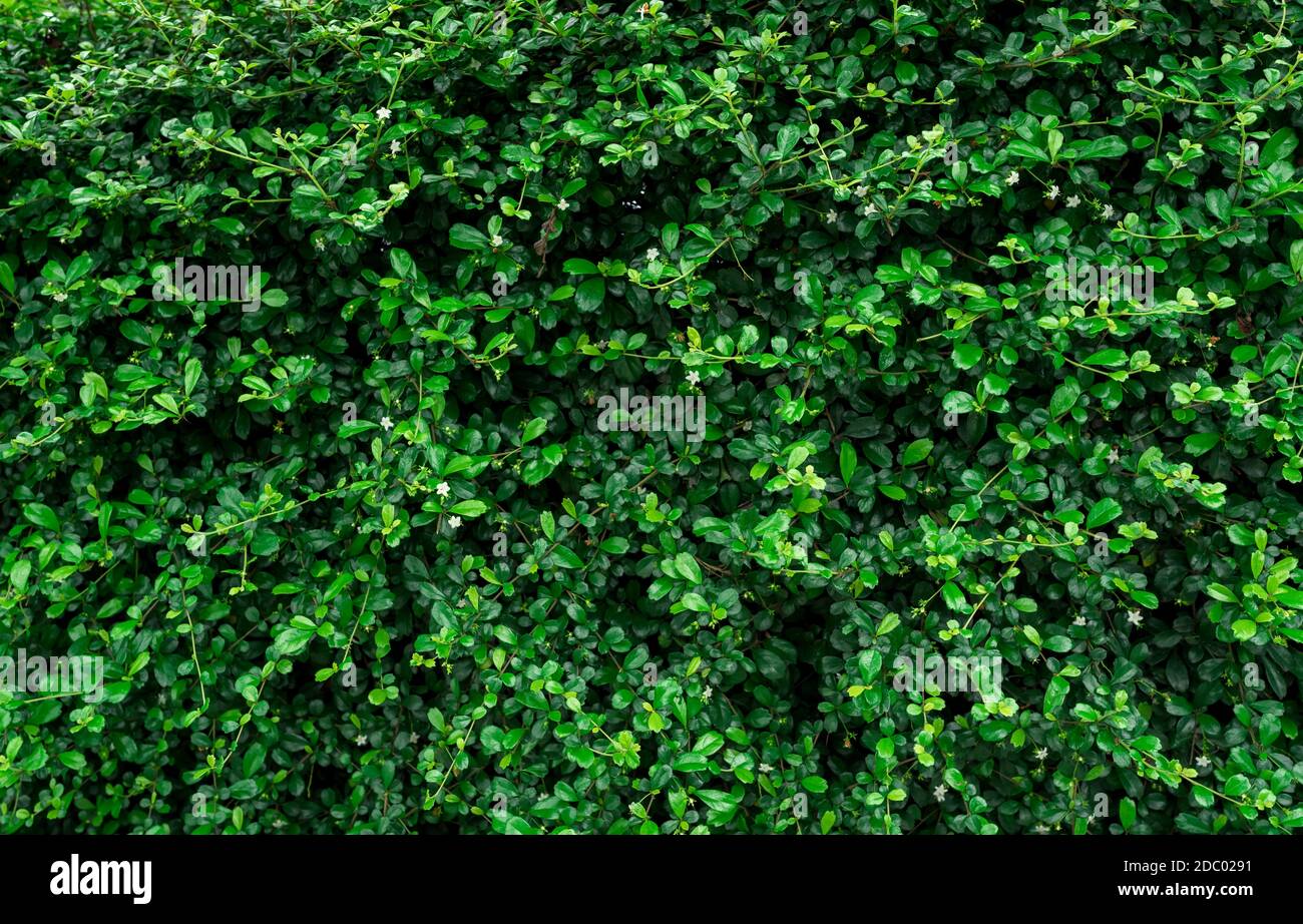 Closeup evergreen hedge plants. Small green leaves in heage wall ...
