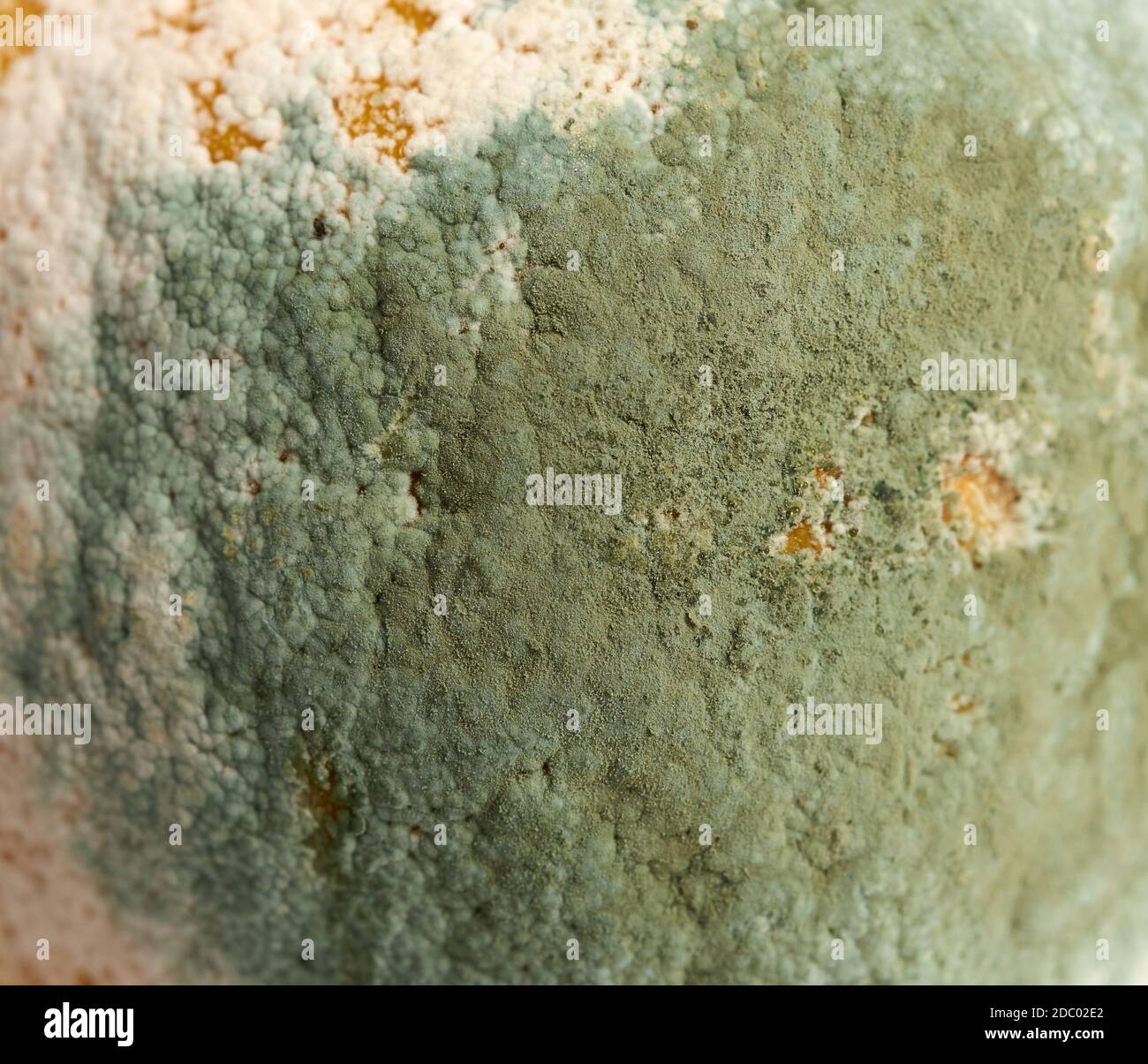 Close up mold full raw hi-res stock photography and images - Alamy