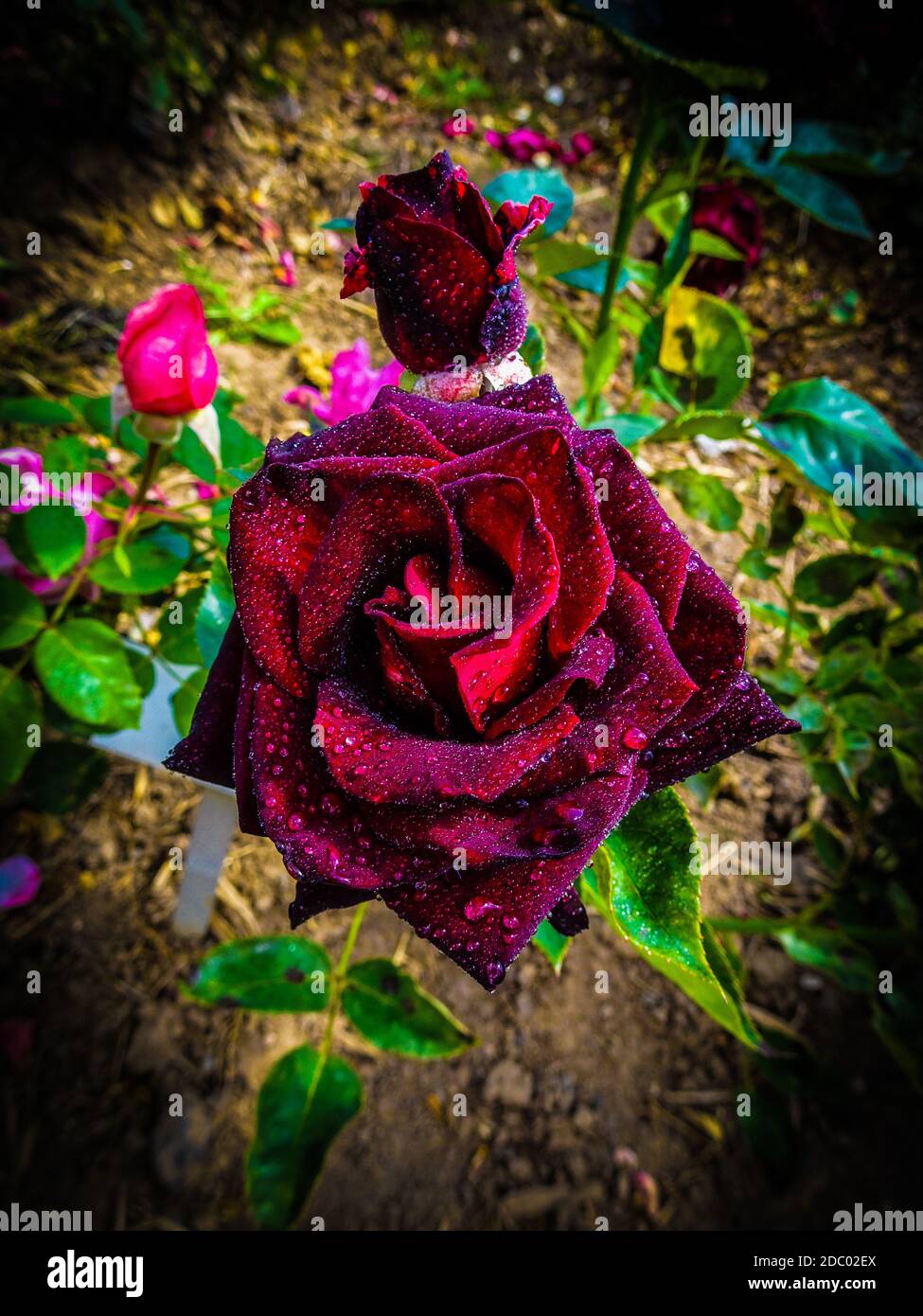 Beautiful roses with water drops Stock Photo - Alamy