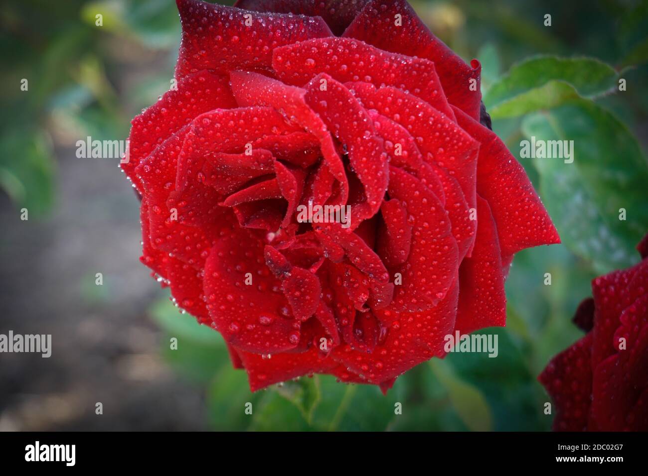 Pink roses dew drops hi-res stock photography and images - Alamy