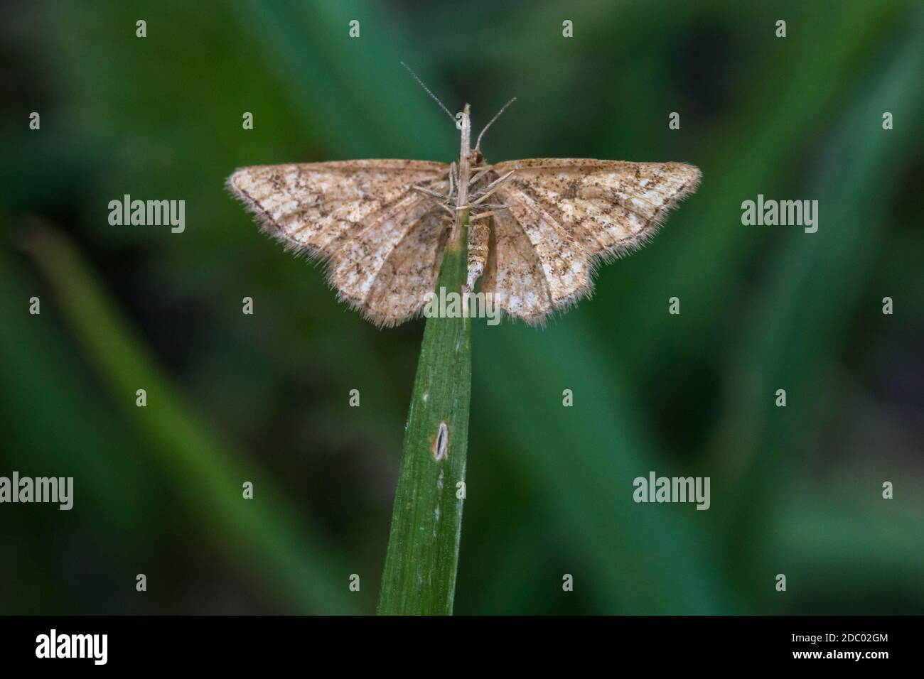 A rest harrow is sitting on a grass-stock Stock Photo - Alamy